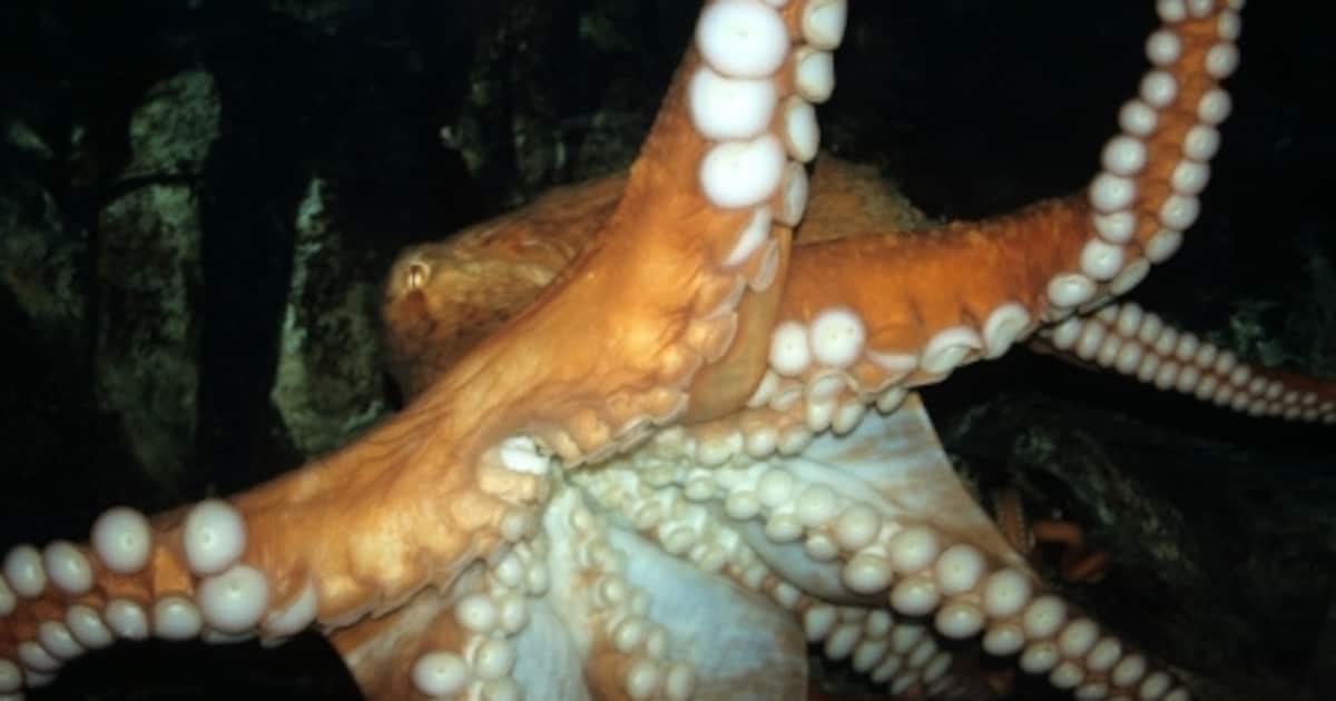 Kolossale inktvis is geen gevaarlijk zeemonster | De Morgen