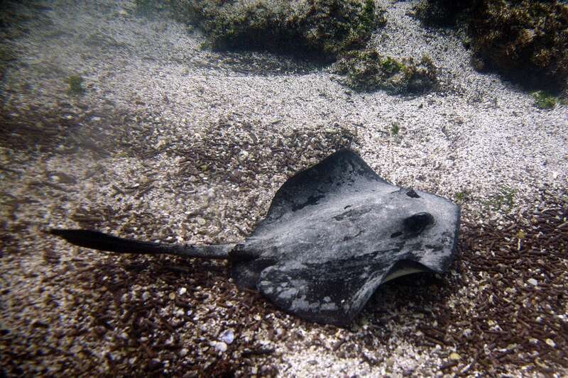 Ecuador gooit 1.000 arme inwoners van Galapagos uit vrees voor ...