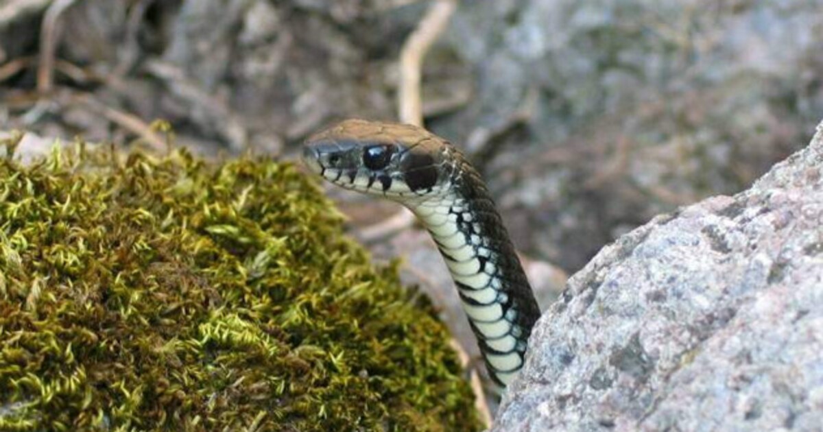 Zes ringslangen gevangen in Wervik | De Morgen