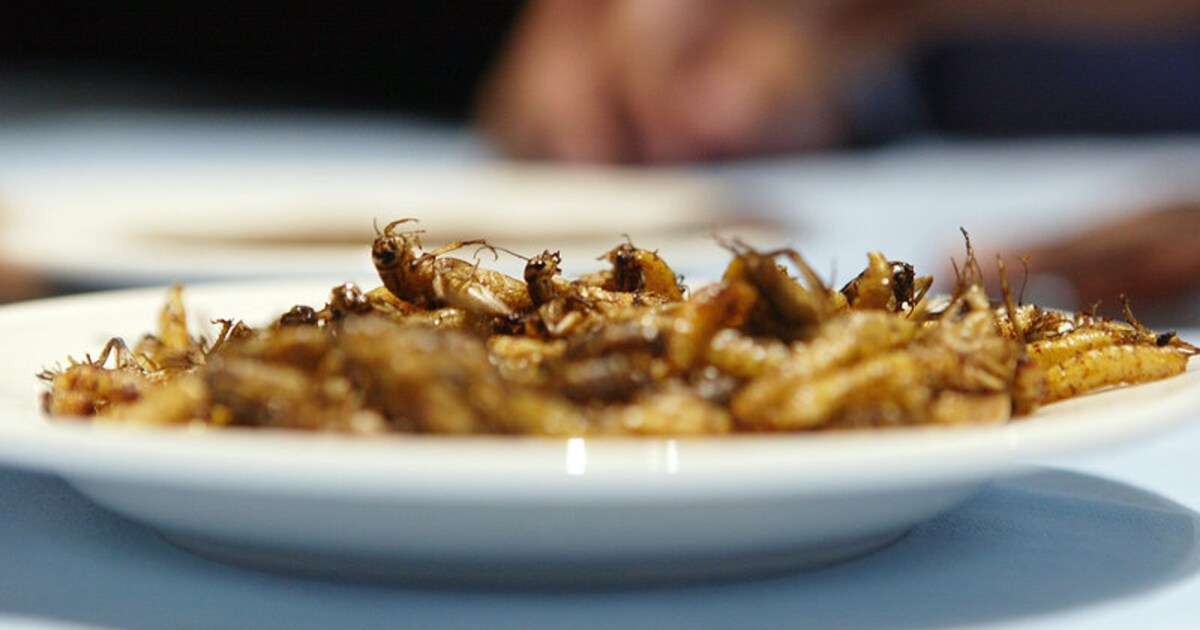 Schorpioenen op een stokje en insecten voedsel van toekomst | De Morgen