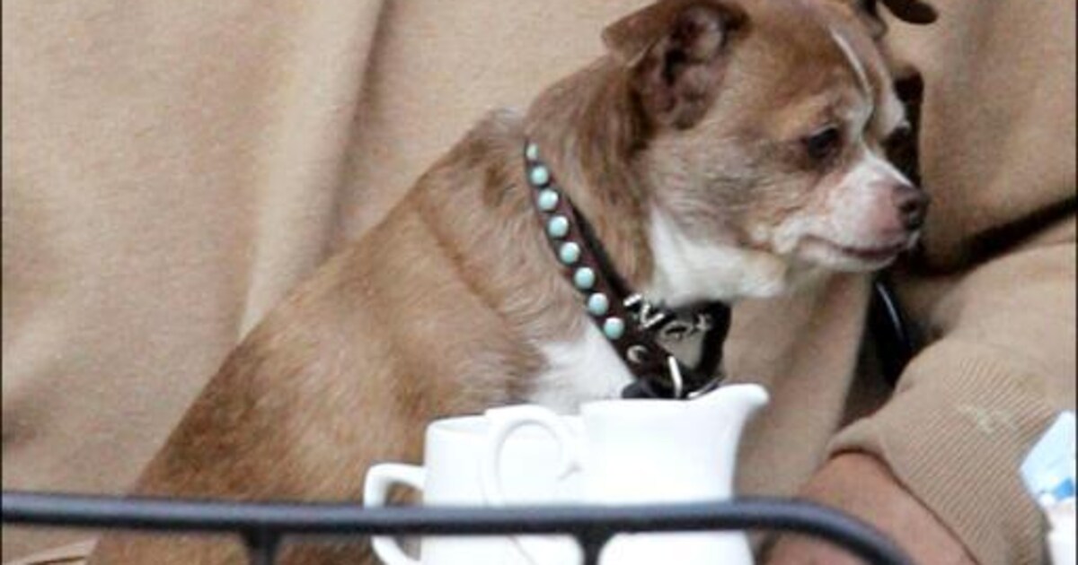 Chihuahua sterft in armen van Mickey Rourke | De Morgen