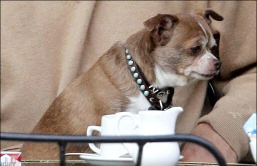 Chihuahua sterft in armen van Mickey Rourke | De Morgen