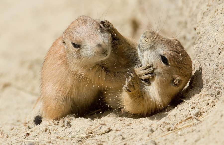 "Binnen dit en 10 jaar praten we met onze dieren" | De Morgen
