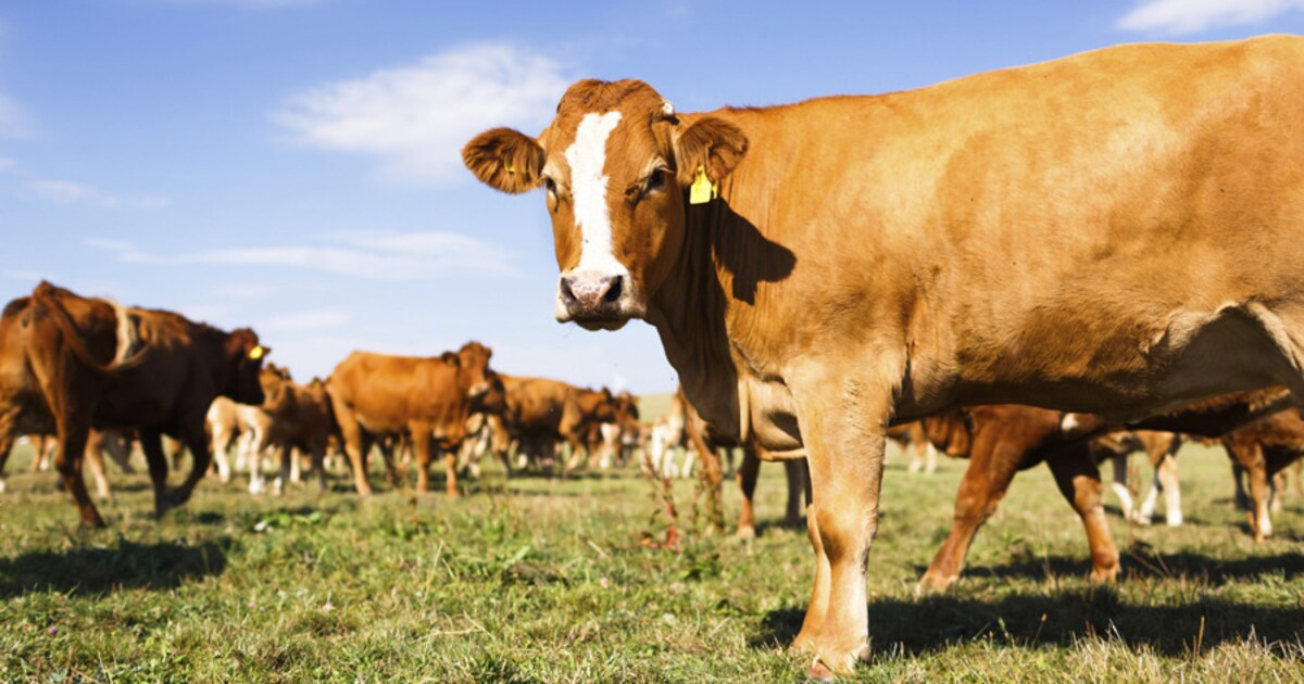 Zweden verbiedt seks met dieren | De Morgen