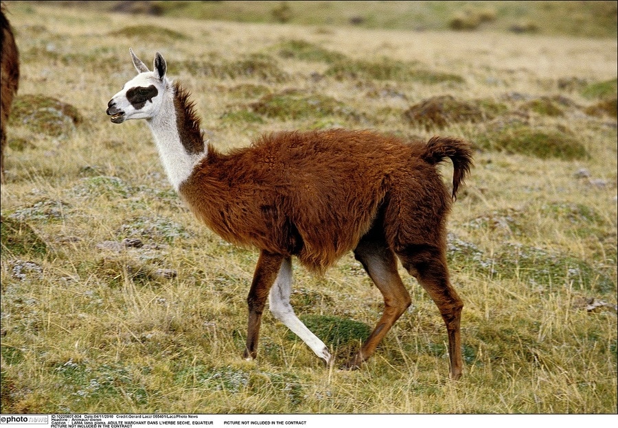 Aangereden lama zorgt voor vertragingen spoor in Waasmunster | De Morgen