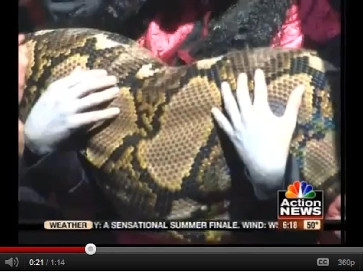 Monsterslang New FL Neo Monsters ZigZaGame Forum