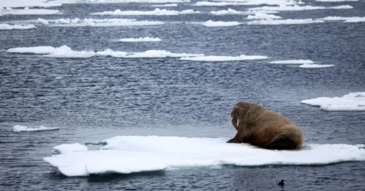 Noordpoolijs heeft dit jaar alle records gebroken | De Morgen
