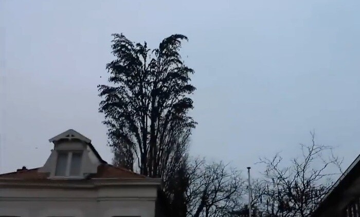 Dit lijkt een hele normale boom tot dit gebeurt.... | De Morgen