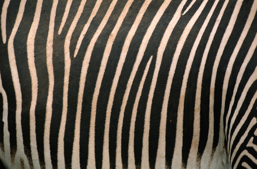 Honderden huiden beschermde dieren ontdekt | De Morgen