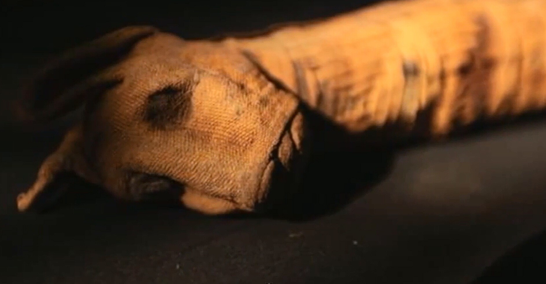 Mysterie rond lege Egyptische dierenmummies opgehelderd | De Morgen