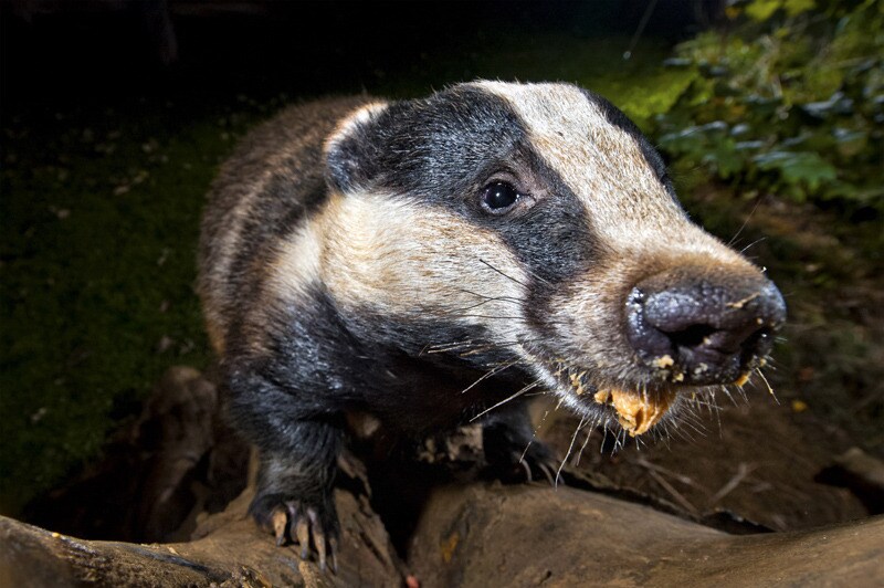 Dassen verspreiden zich over Vlaanderen | De Morgen
