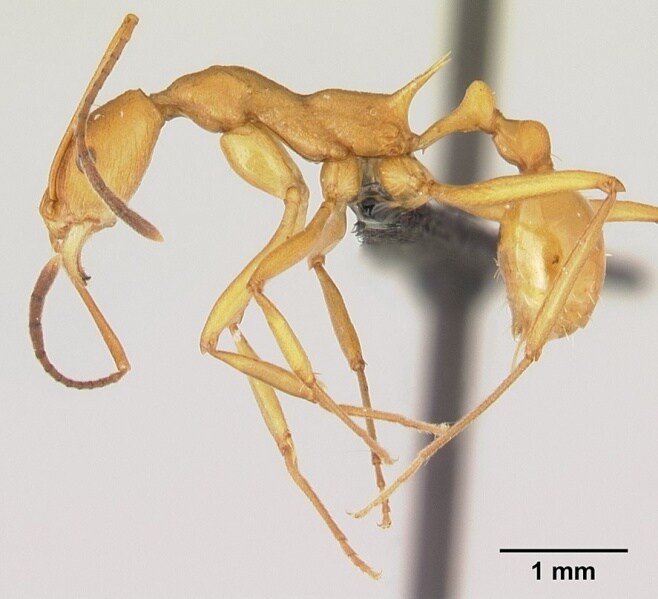 De meest bijzondere nieuwe diersoorten van 2014 | De Morgen