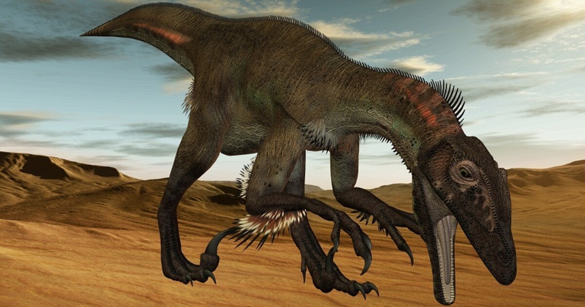 Paleontologen ontdekken voorouder Utahraptor | De Morgen