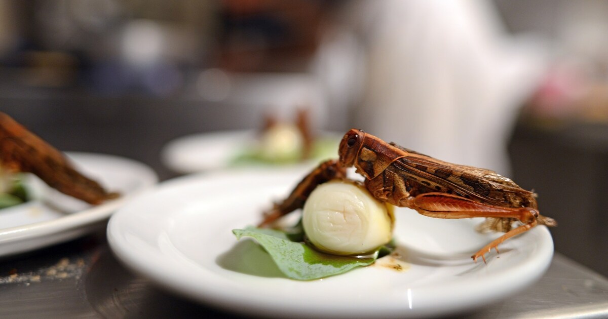 Insecten eten is veilig, als ze op de juiste manier bereid zijn | De Morgen