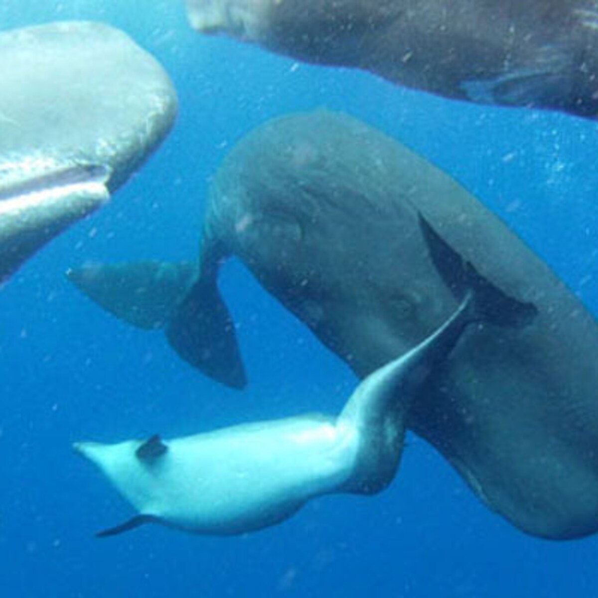 Albino Potvissen Examples Of The Free Ranging Yangtze Finless Porpoise