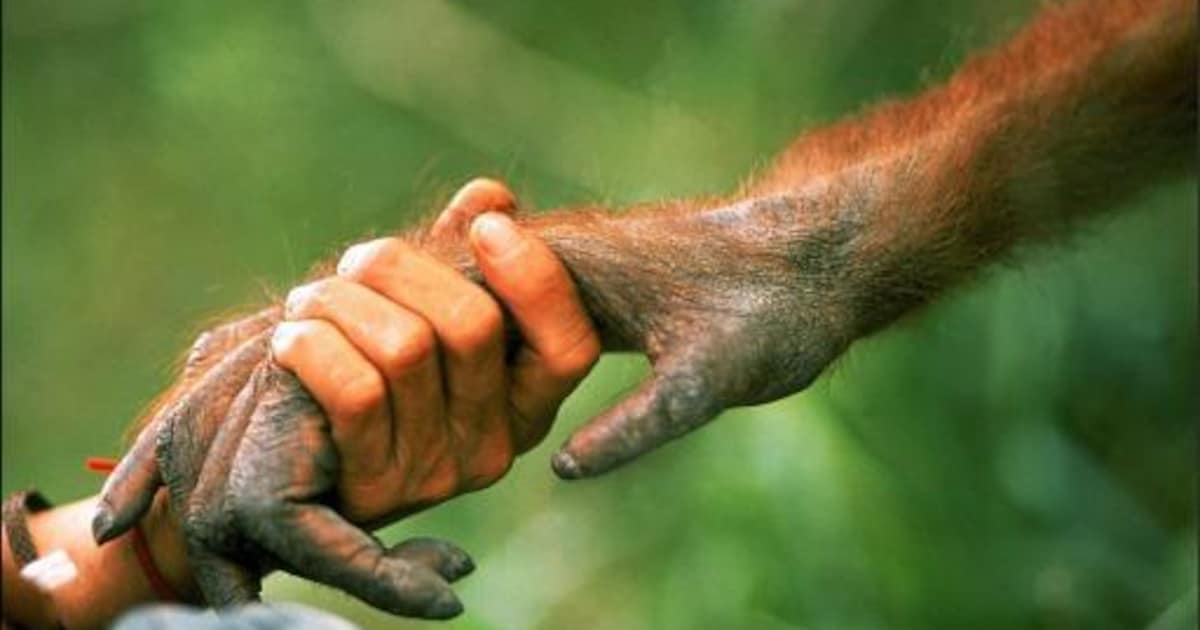 Duim bepaalde verschil tussen mens en mensaap | De Morgen