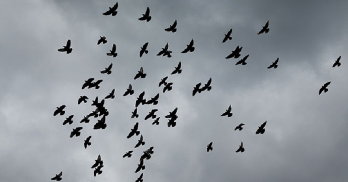 18.000 duiven brengen ode aan de postduif | De Morgen