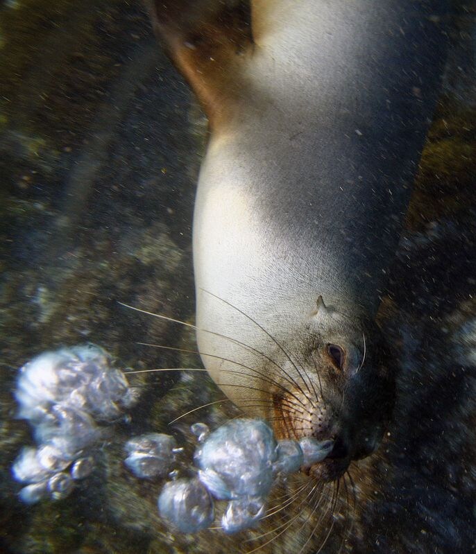 Ecuador gooit 1.000 arme inwoners van Galapagos uit vrees voor ...