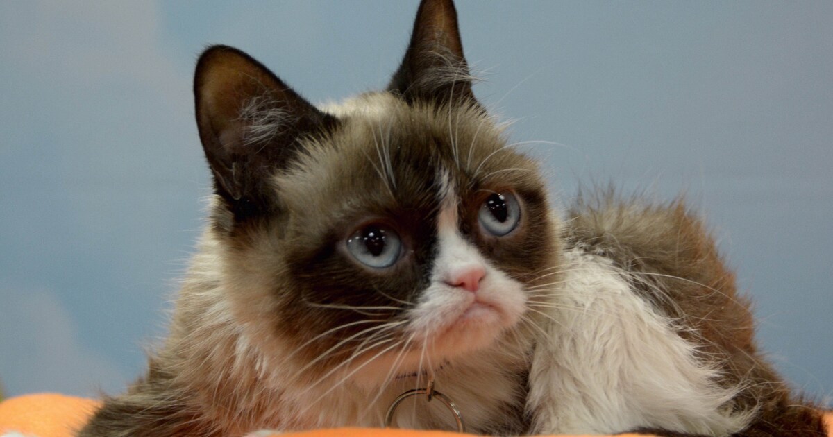 Webfenomeen Grumpy Cat krijgt wassen beeld | De Morgen