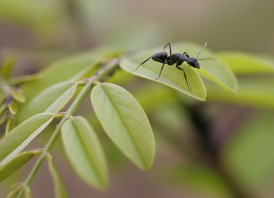 Insecten oplossing in strijd tegen honger volgens VN | De Morgen