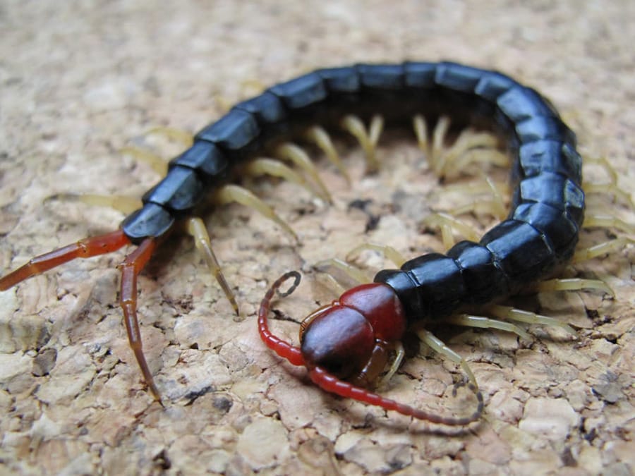 Gif duizendpoot blijkt drie keer krachtiger dan morfine | De Morgen