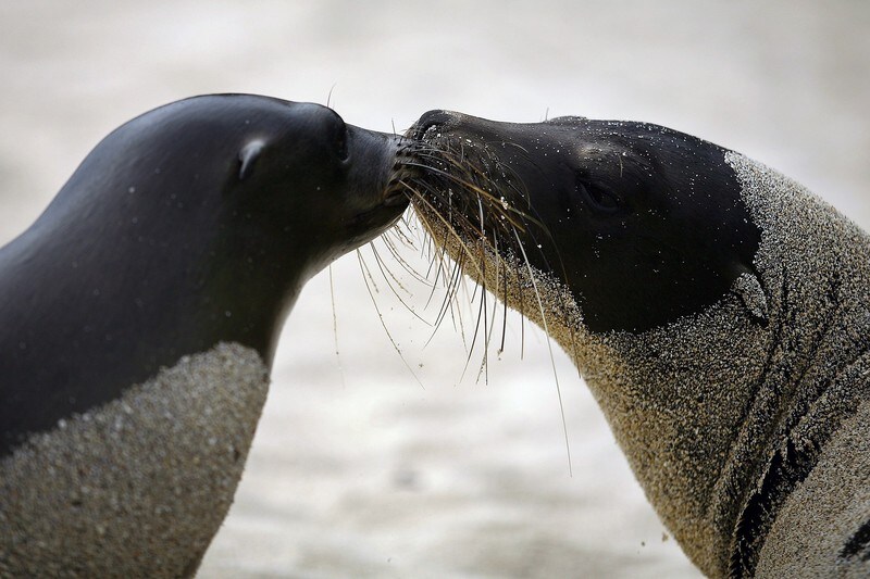 Ecuador gooit 1.000 arme inwoners van Galapagos uit vrees voor ...