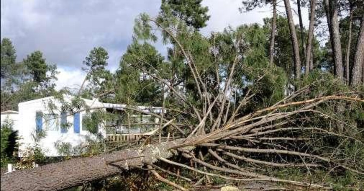 Elf Fransen omgekomen bij storm Klaus | De Morgen
