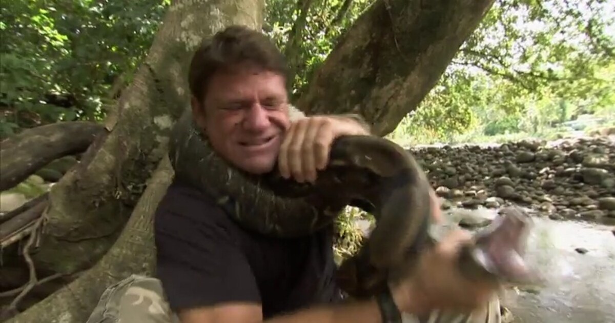 BBC-waaghals laat zich wurgen door boa constrictor | De Morgen