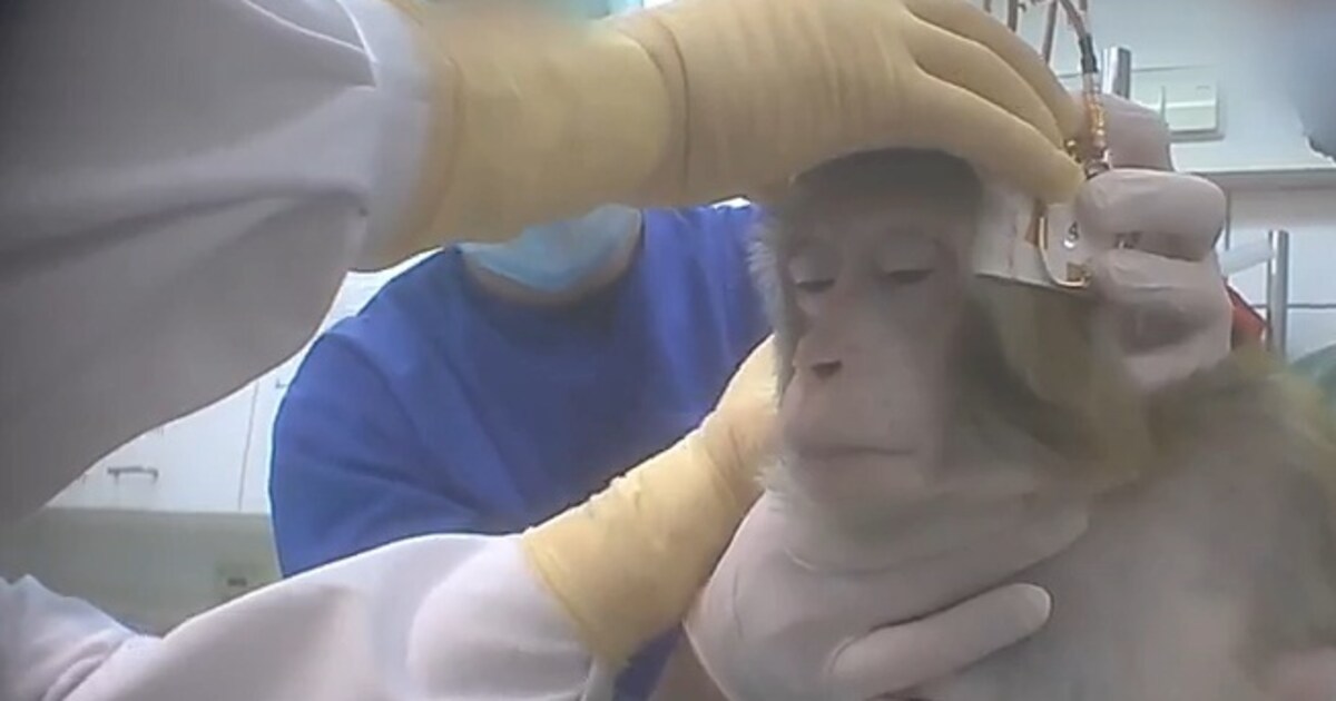 Undercoverreportage legt gruwelijke experimenten met laboratoriumapen ...