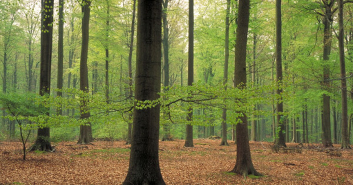 Vorig jaar kreeg Vlaanderen er 1.313 ha FSC-gecertificeerd bos bij | De ...