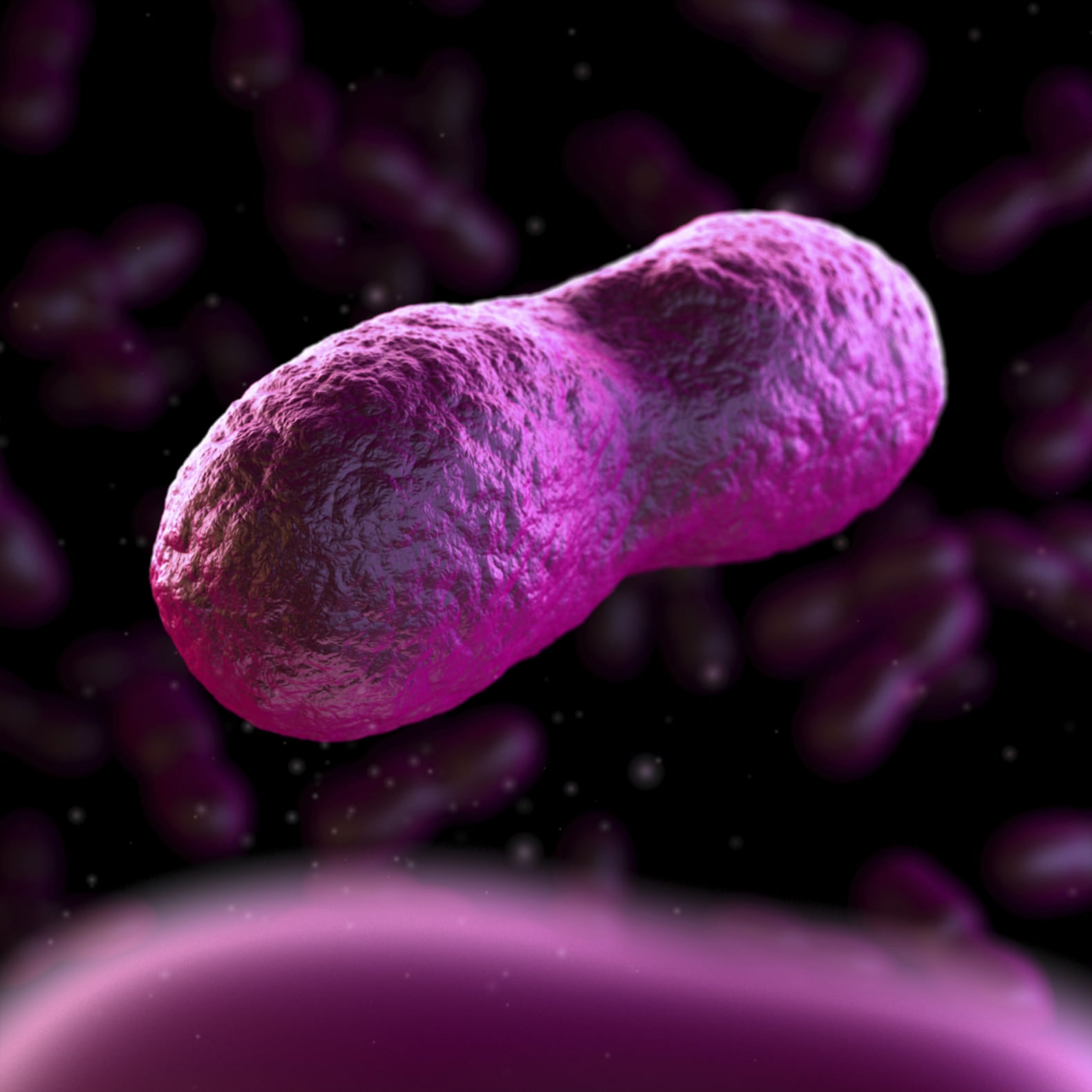 Epidemie 'Zwarte Dood' dreigt in Madagaskar | De Morgen