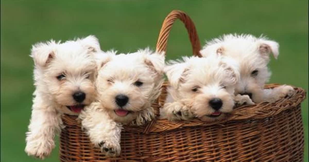 Zwitsers leggen wetten voor dieren vast | De Morgen