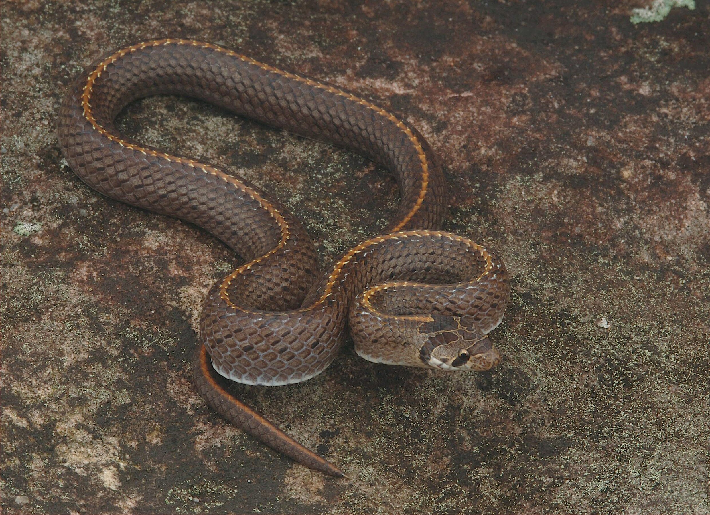 31 slangen in beslag genomen in huurwoning in Beringen | De Morgen