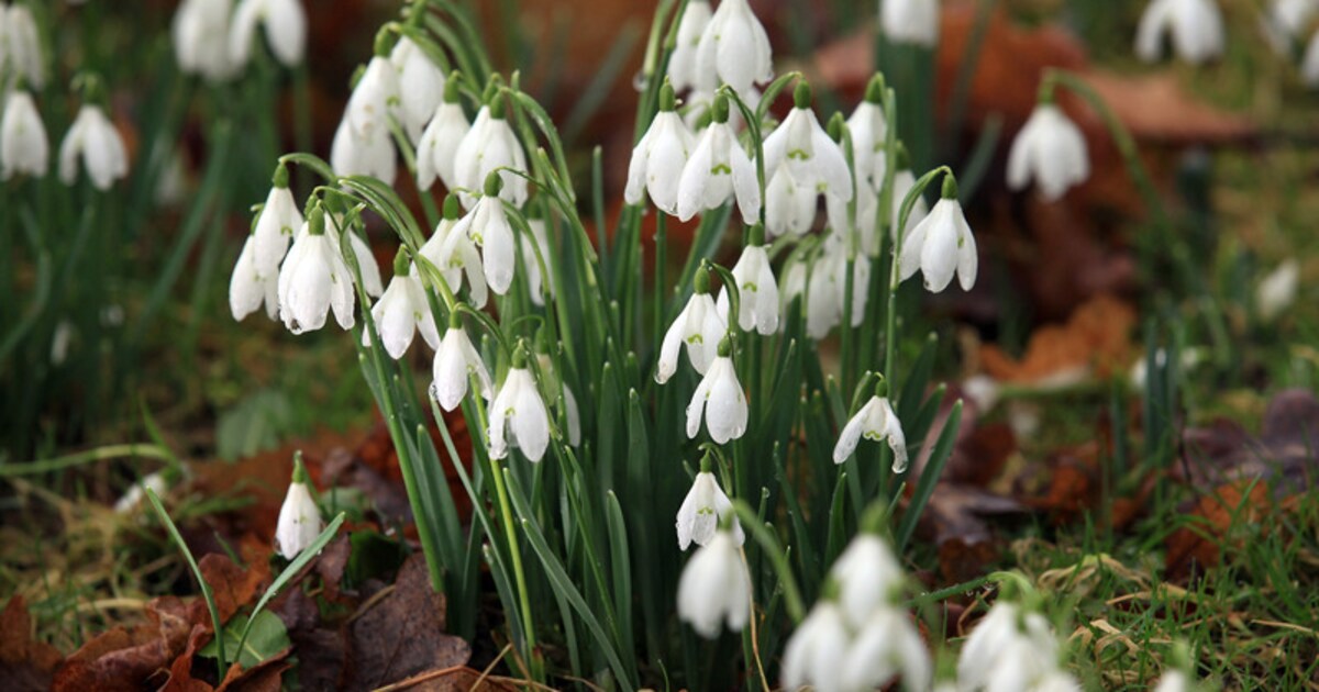 Sombere winter lijkt voorbij: vroege lente in zicht | De Morgen