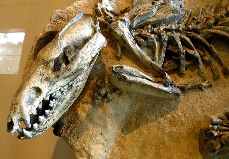 Kat van 13 miljoen jaar oud: klein dier, grote jager | De Morgen