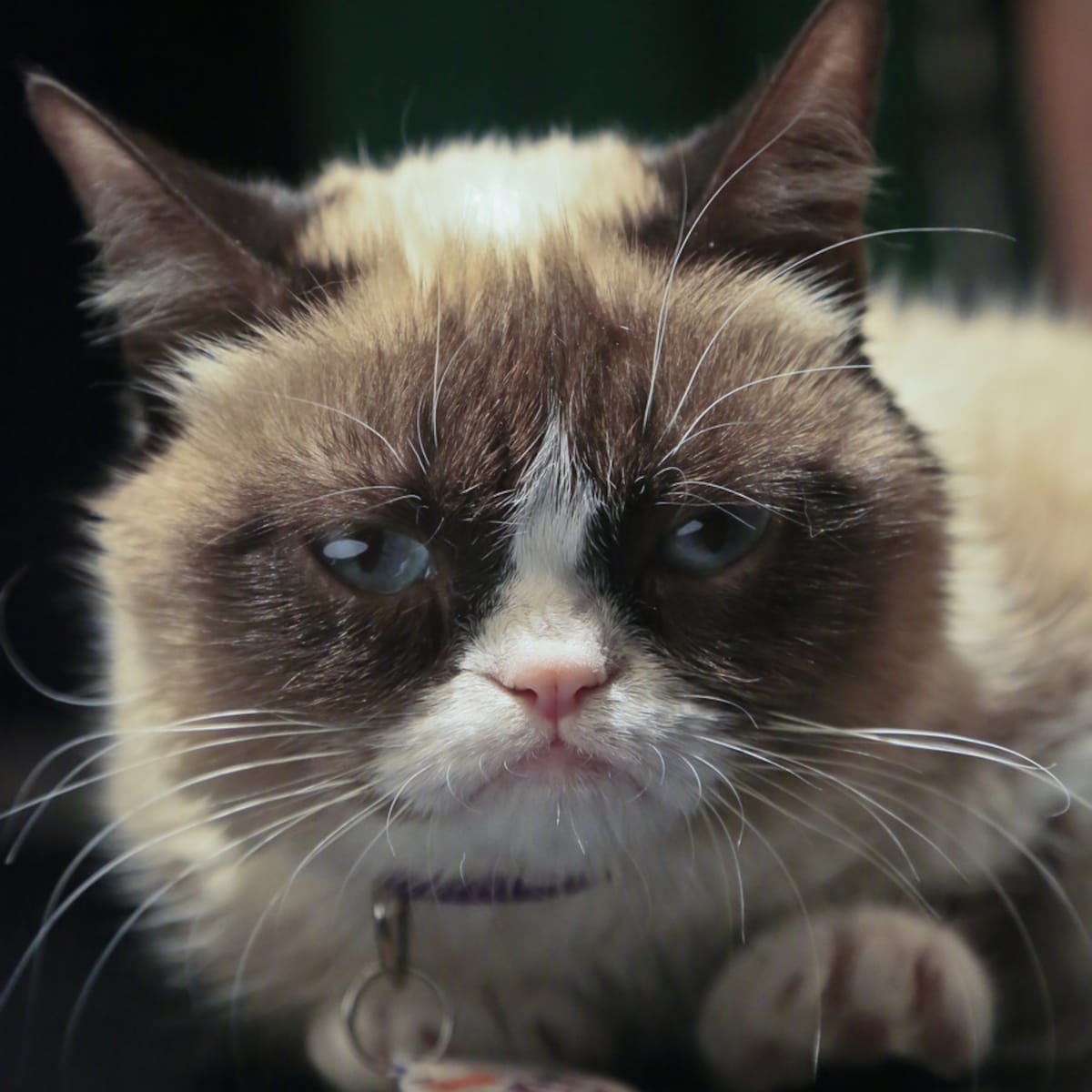 Happy Birthday Grumpy Cat