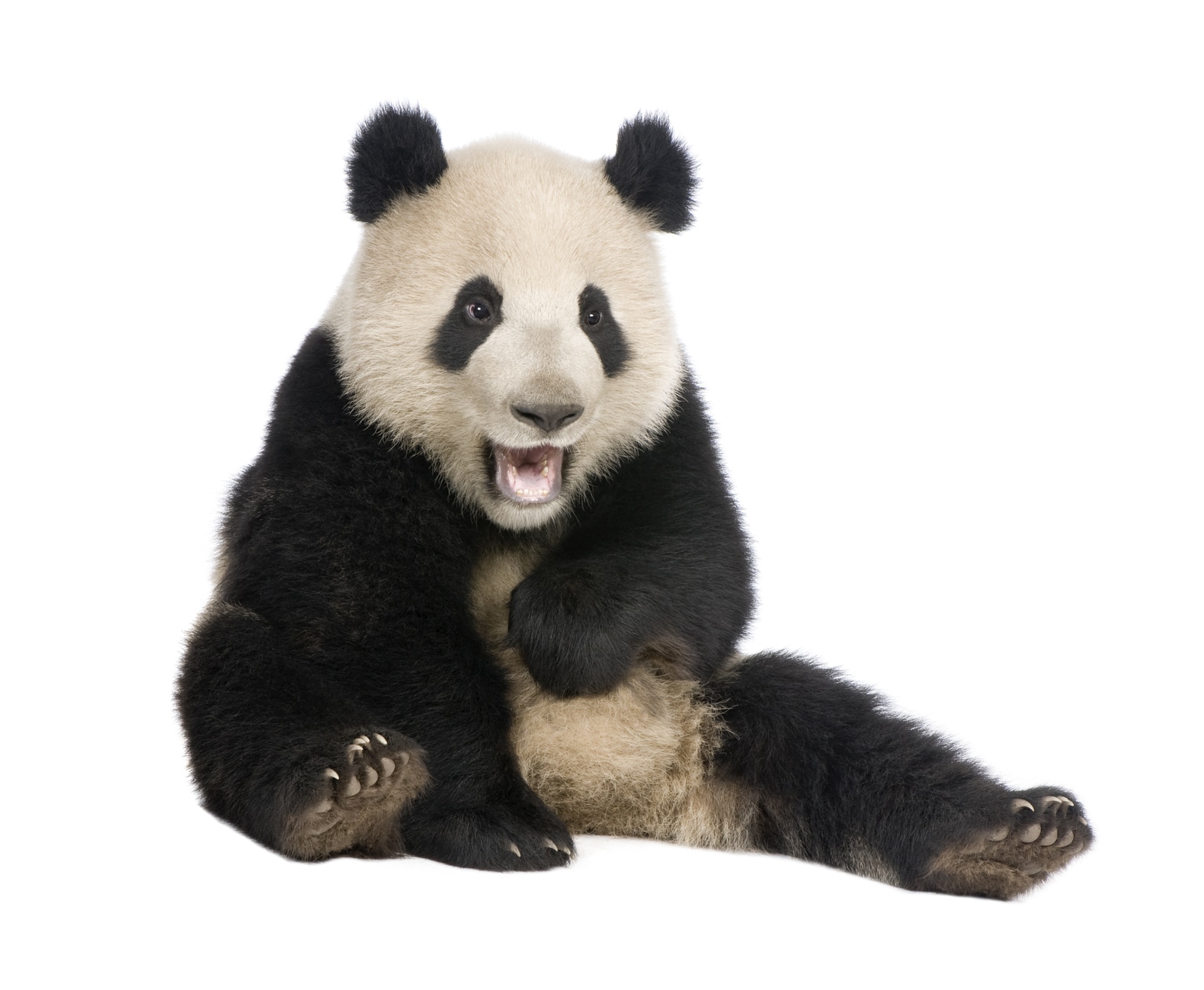 Waarom de panda beschermen als andere dieren het meer nodig hebben ...