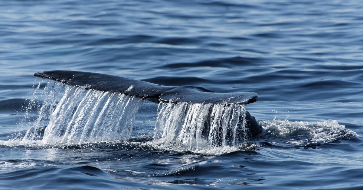 Grijze walvis breekt record en legt grootste trekafstand ooit af | De ...