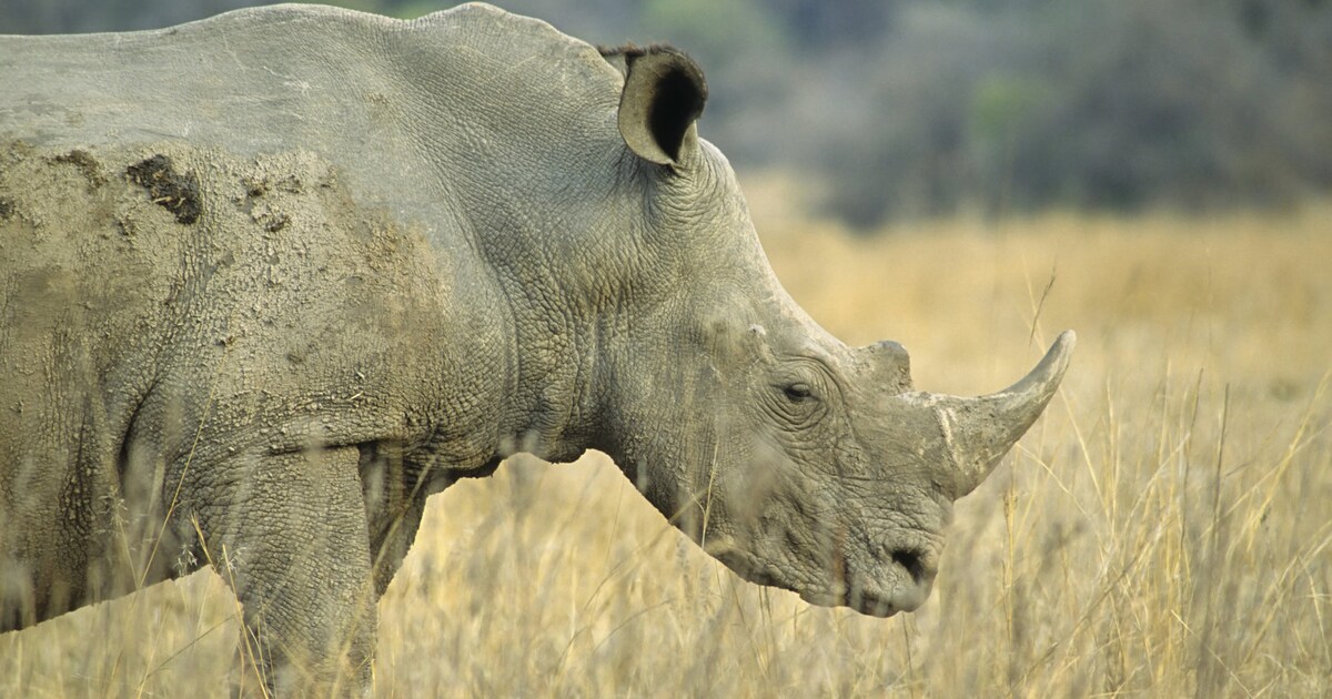 IVF-behandeling moet noordelijke witte neushoorn van uitsterven ...
