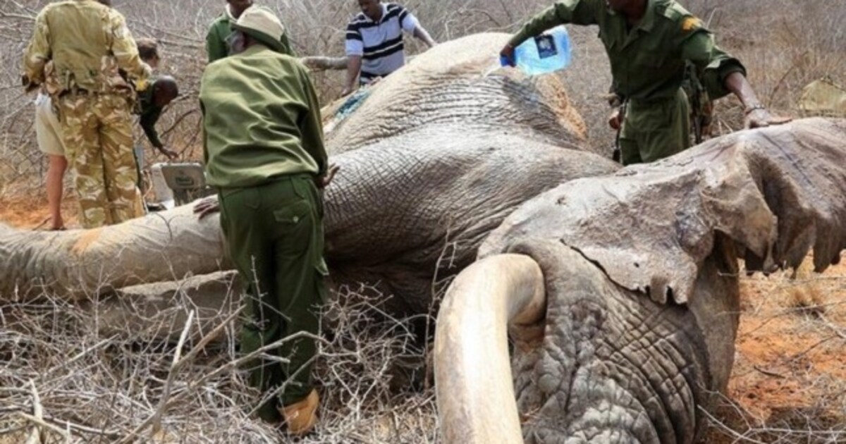 Stropers schieten gifpijlen in olifanten, radeloze dieren zoeken hulp ...