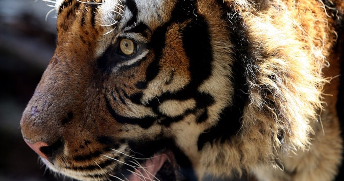 Tijger voert lijst met meest bedreigde diersoorten aan | De Morgen