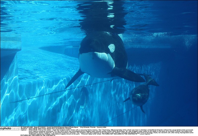 'Killer orka' Tilly is vader geworden in Orlando | De Morgen