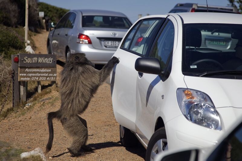 De leukste Afrikaanse woordjes: moltrein en padbuffel | De Morgen