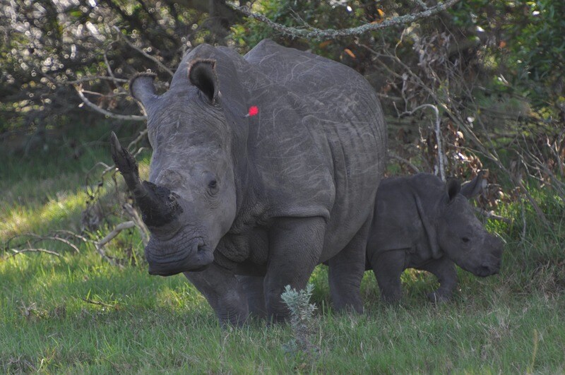 Neushoorn en olifant overleven al halve eeuw | De Morgen