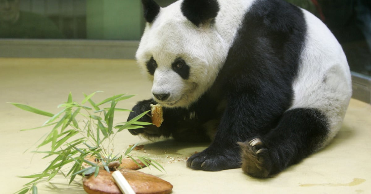 Laatste panda in Berlijnse zoo is overleden | De Morgen