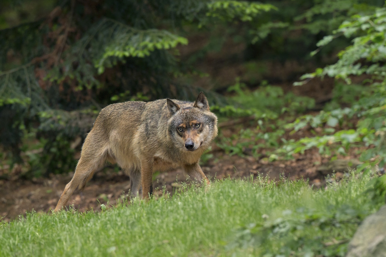 Natuur rondom Tsjernobyl krioelt van het wild | De Morgen