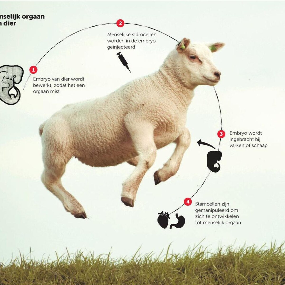 Menselijke Schaap Hybride