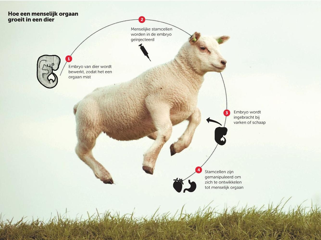 Deel mens, deel schaap | De Morgen