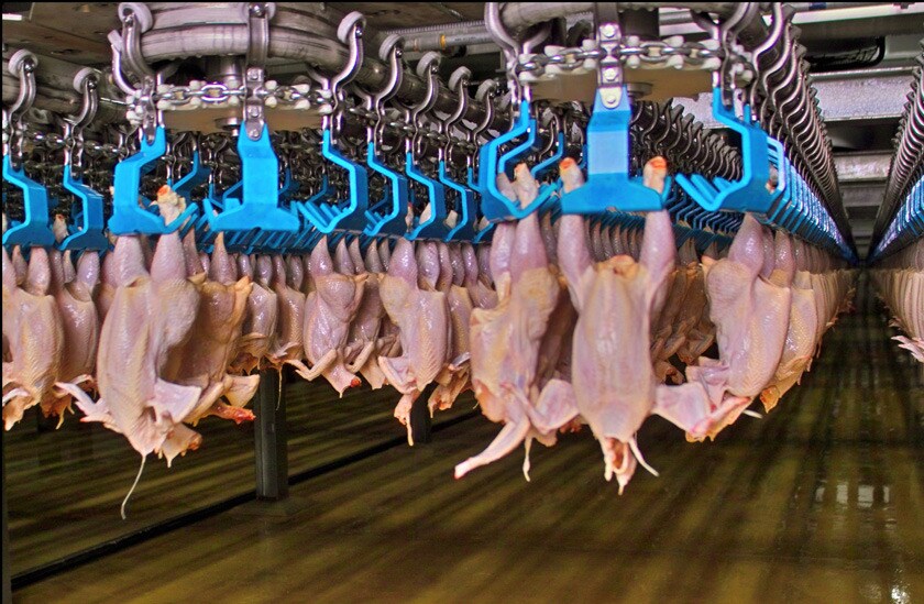 "Kippen onvoldoende verdoofd bij slachten" | De Morgen