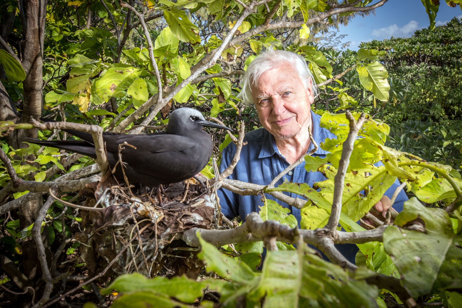 Icoon van natuurfilm dat per toeval op het scherm belandde: David Attenborough wordt 99 | De Morgen